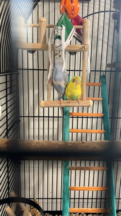 I Keep Second Guessing There Sex What Do You Guys Think R Budgies