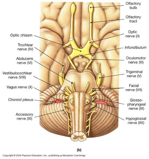 5 3 Cranial Nerves Diagram Quizlet