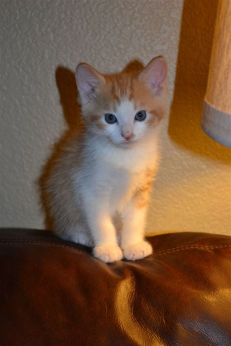 White Tabby Kittens Bingkool