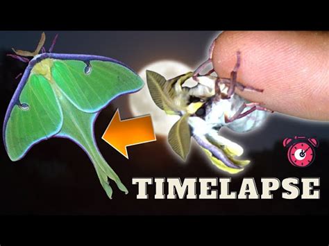 Luna Moth Kokong Raising Lunas Cocoons Gardens And