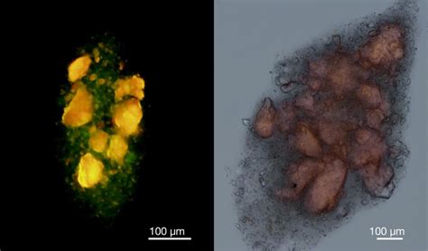 Figure S1 Ingestion Of Red Fluorescent Microplastic Particles By Adult