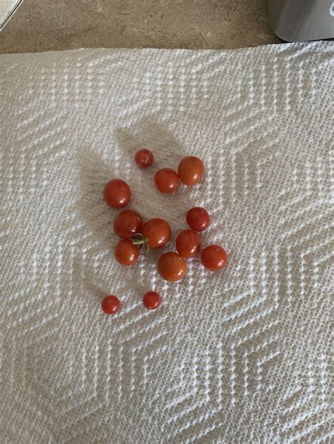 My Bountiful Tomato Harvest From The Summer R Mightyharvest