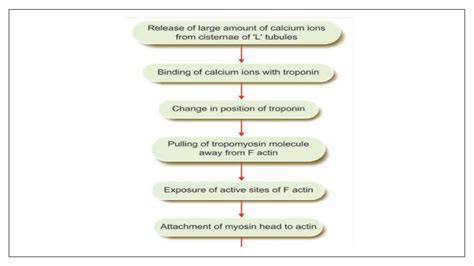 Physiology Of Muscles And Its Classificationpptx