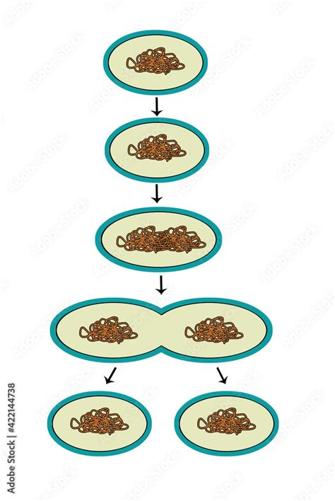 Reproduction By Dividing Into Escherichia Coli Bacteria It Is A Form Of Reproduction Seen In