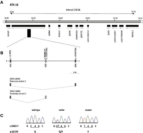 Fine Mapping Of The Bdcmp Locus And A Positional Identi Fi Cation Of