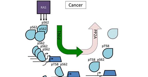 Ras And Myc Co Conspirators In Cancer National Cancer Institute