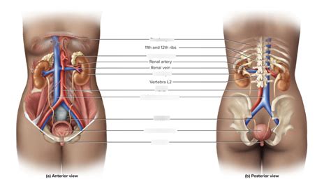 label urinary system diagram quizlet
