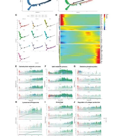 Scrna Seq Profiling Of Liver Cells From Normal And Nash Mice With