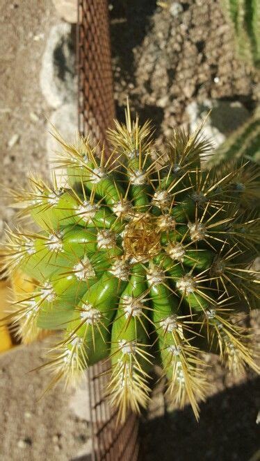 Fibinoci Sequence In Cactus Patterns In Nature Plants Garden
