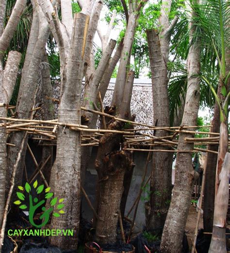 Cây Điệp Phèo Heo Cây Xanh Đẹp
