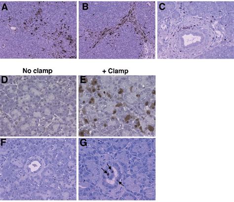 A C Connective Tissue In The Septa Was Efficiently Transduced Septa