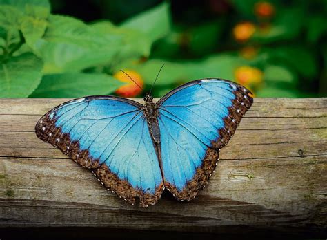 Warum Tiere Und Pflanzen Blau Sind Tierwelt Ch TierWelt