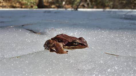In A Warming World Freeze Tolerant Frogs Face New Threats — The Science Writer