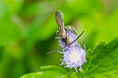 Mammoth Wasp Background Images Hd Pictures And Wallpaper For Free