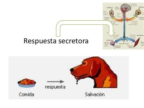 La función de la relación en los seres vivos Slide Set