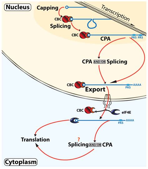 The Cap Binding Complex Cbc And The Eukaryotic Translation Factor Eif4e Co Conspirators In Cap