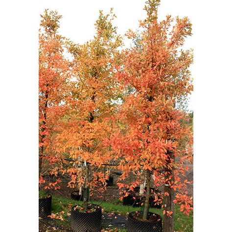 Nyssa Sylvatica Majestic Trees