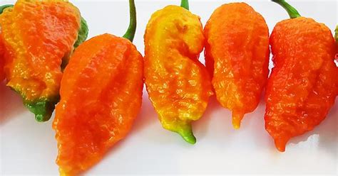 Our Ghost Pepper X Moruga Scorpion Cross Imgur