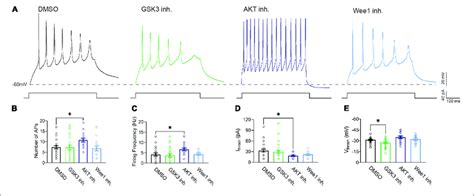 Treatment With Akt Inhibitor Triciribine Increases The Intrinsic