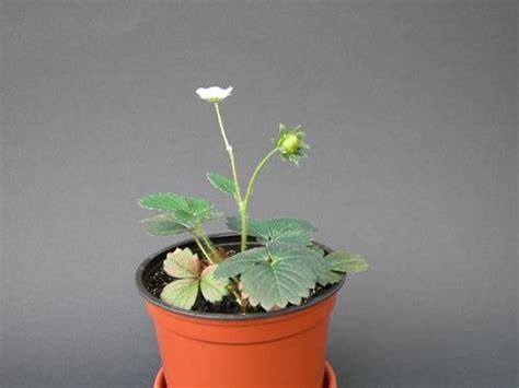 Aardbeien Fosfaat Agrocentrum Geeft Het Benodigde Advies