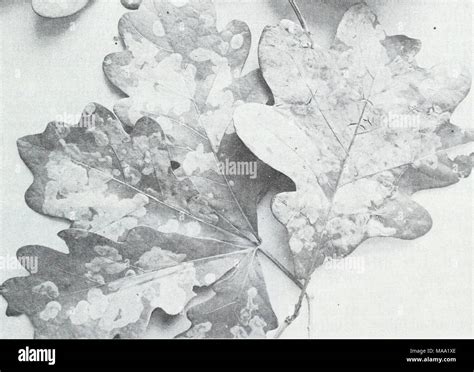 Eastern Forest Insects F 504082 Figure 162—oak Leaves With The