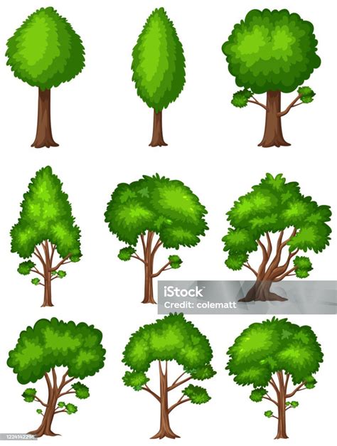 白色背景上的大綠樹向量圖形及更多剪貼畫圖片 剪貼畫 垂直構圖 大自然 Istock