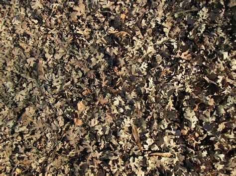 Leaves Leaf Texture Free Photo On Pixabay Pixabay