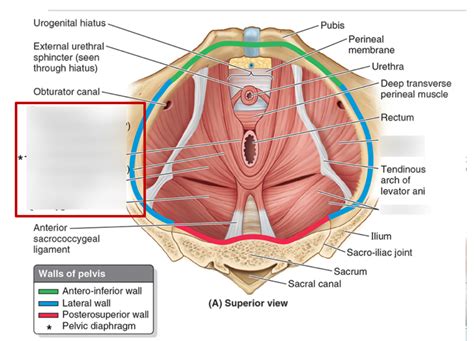Pelvic Diaphragm Diagram Quizlet