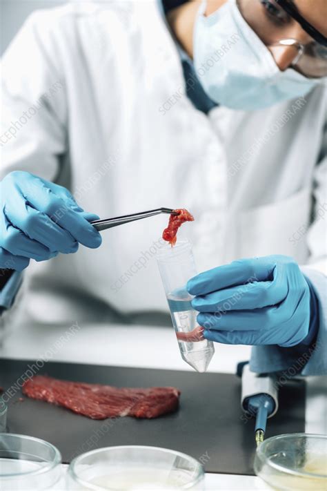 Quality Control Inspector Taking Red Meat Sample Stock Image F036