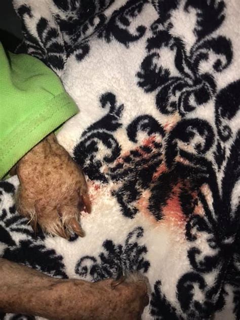 Master Splinter The Abscess Opened We Arent Out Of Facebook