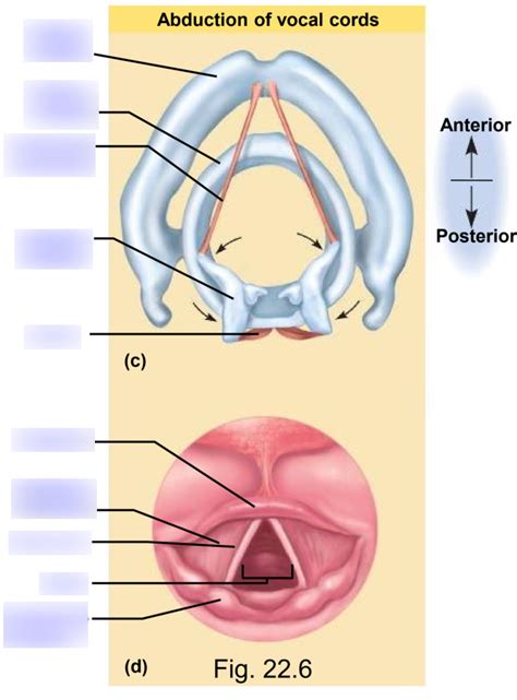 Abduction Vocal Cords Diagram Quizlet