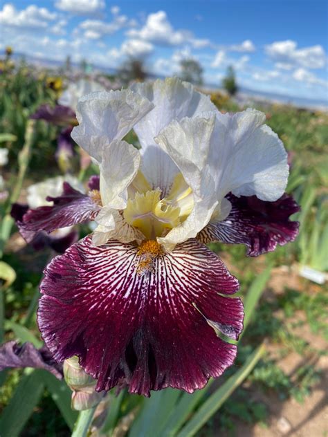 Piano Man Ripple Effect Iris Farm