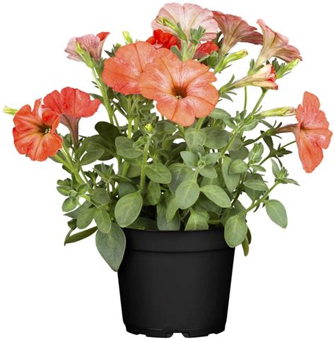 Grow By Obi Großblumige Petunie Topf Ø Ca 12 Petunia Grandiflora