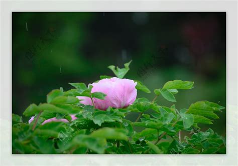 雨中牡丹花图片素材 编号24054210 图行天下