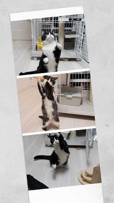 藤井厳喜（cfg代表）ワールド・フォーキャスト配信中 On Twitter エラン君の好きな写真🐈 ワールド・フォーキャット
