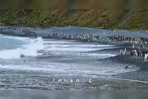 鲨鱼碰上虎鲸动都不动，任凭虎鲸撕咬，这是为什么，鲨鱼