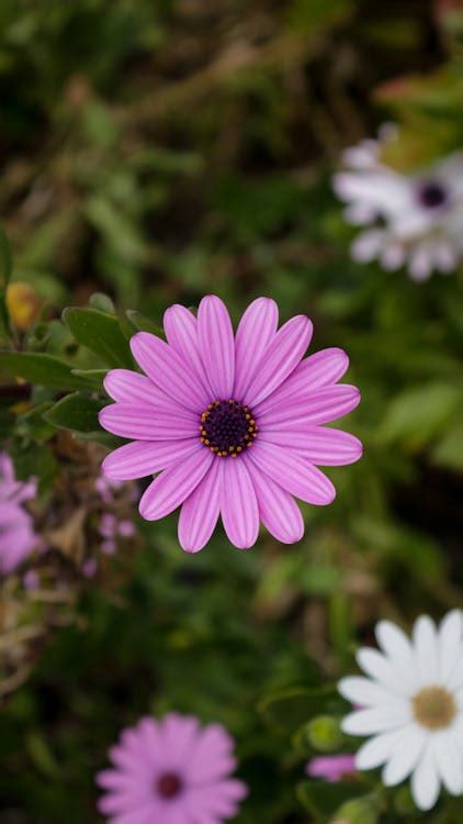 집 밖의 Osteospermum 관상용 식물 꽃 꽃 무늬 꽃 상세 꽃무늬 꽃이 피는 꽃잎 꽃잎 대칭 녹색 배경 다채로운 데이지 배경을 흐리게