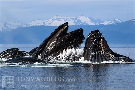 Humpback Whales Bubble Net Feeding In Alaska