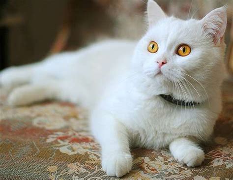 Life Span Of Persian Doll Face