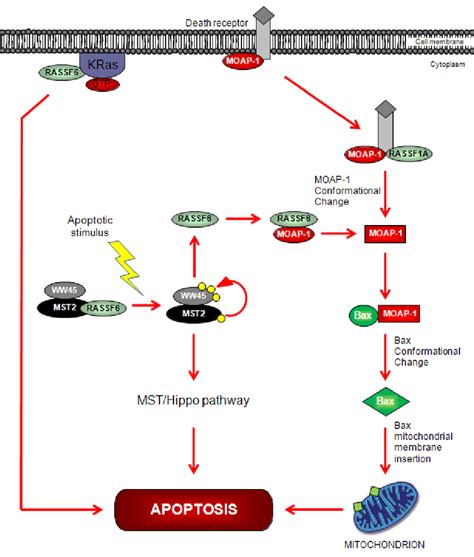 The Molecular Basis Of Rassf6 Induced Apoptosis Multiple Lines Of