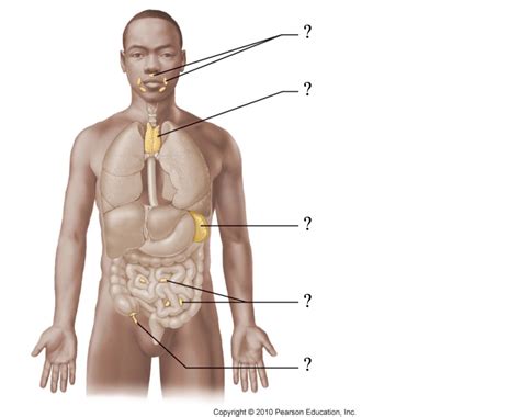 Lymphatic System Diagram Quizlet