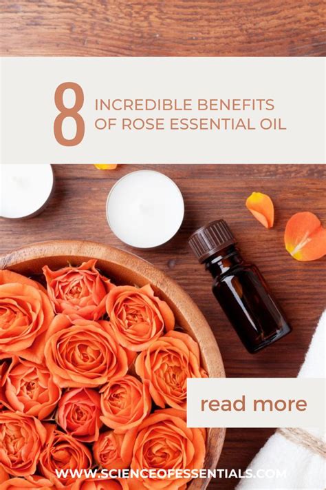 Rose Oil Uses Benefits Of Rose Oil Rose Oil Diy Aromatherapy