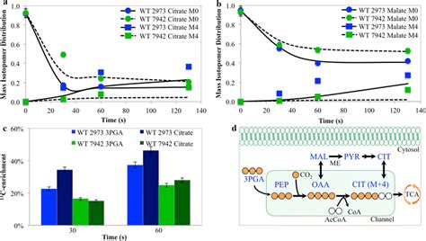 Labeling Dynamics For Synechococcus 2973 And 7942 In Photobioreactor