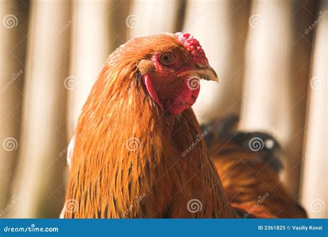 Game Cock Imagem De Stock Imagem De Garagem Olhar Galo 2361825