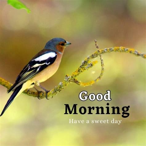 Best Good Morning Beautiful Bird Photo Good Morning Pictures