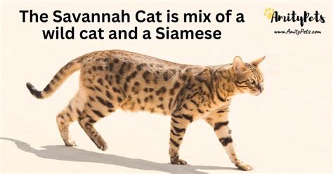 Savannah Cat Vs Bengal Cat Two Wild Looking Cats Amity Pets