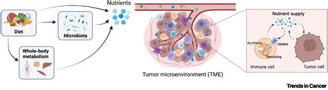 Diet Nutrient Supply And Tumor Immune Responses Trends In Cancer