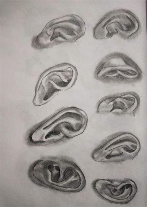Drawings Of Organs Human Organs Sketch Ears Shading Drawing Techniques