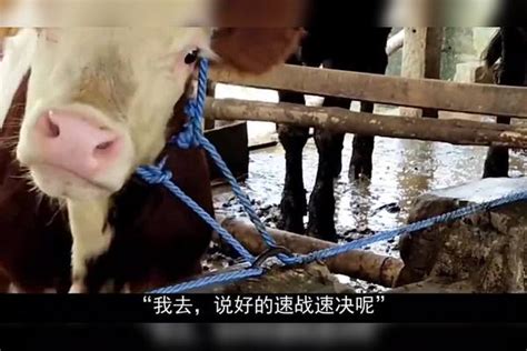 长钉捅穿牛鼻瞬间疼得牛哞哞直叫这是在做什么 瞬间 什么