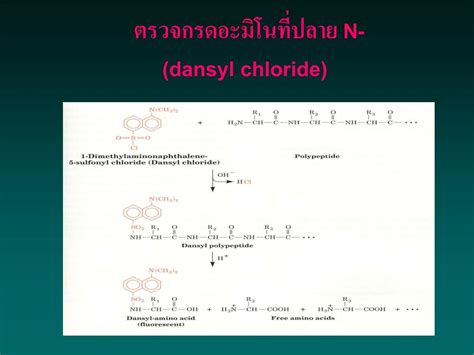 Ppt Protein Isolation And Amino Acid Sequencing Powerpoint